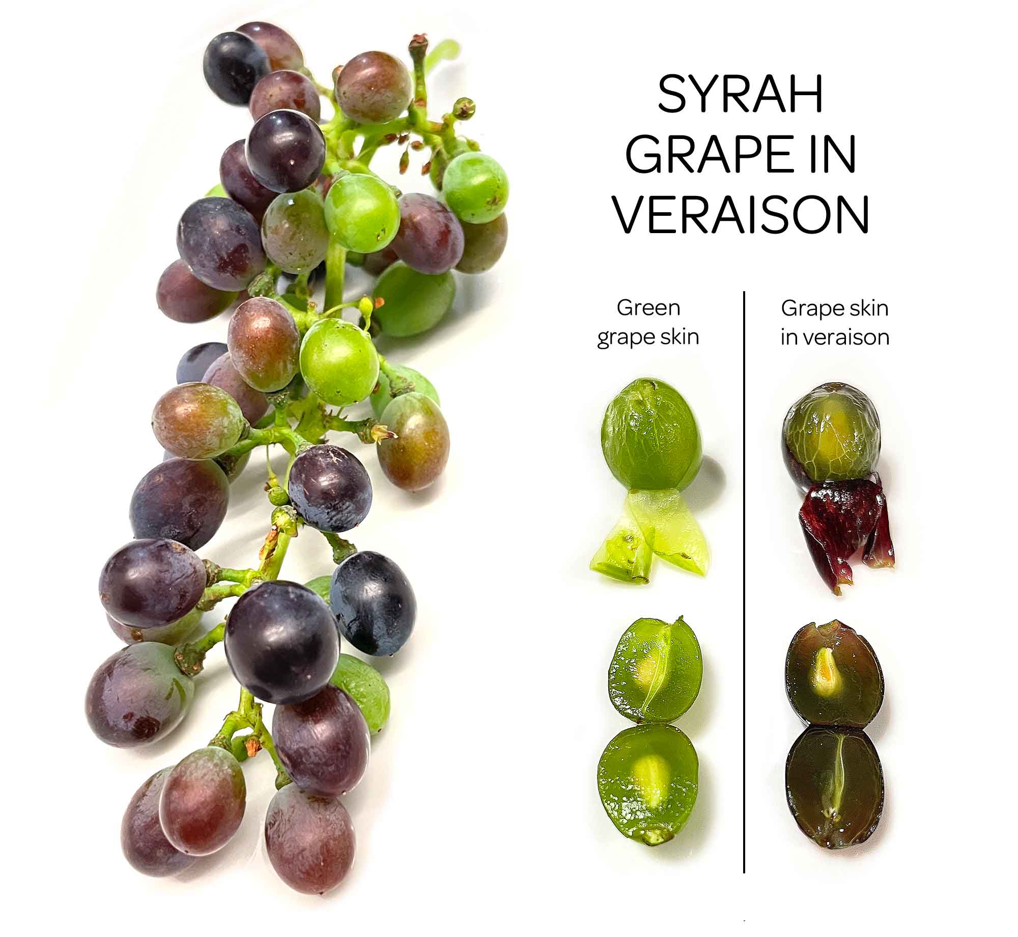 Veraison: grape's colour arrival | Bodegas Viña Elena